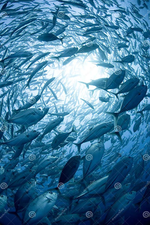 School of fish stock image. Image of underwater, ocean - 3018627
