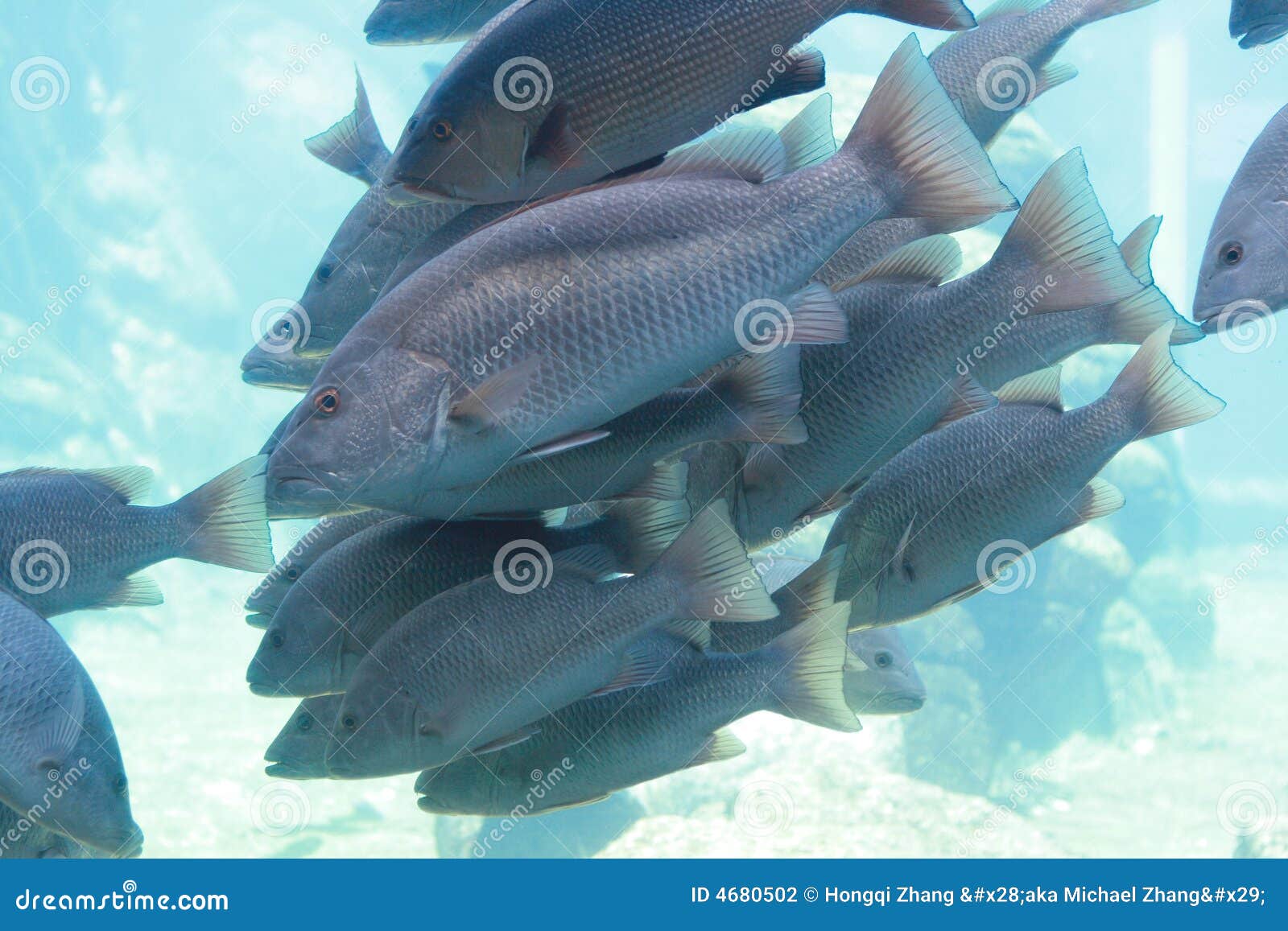 School of fish stock photo. Image of multiple, marine - 4680502