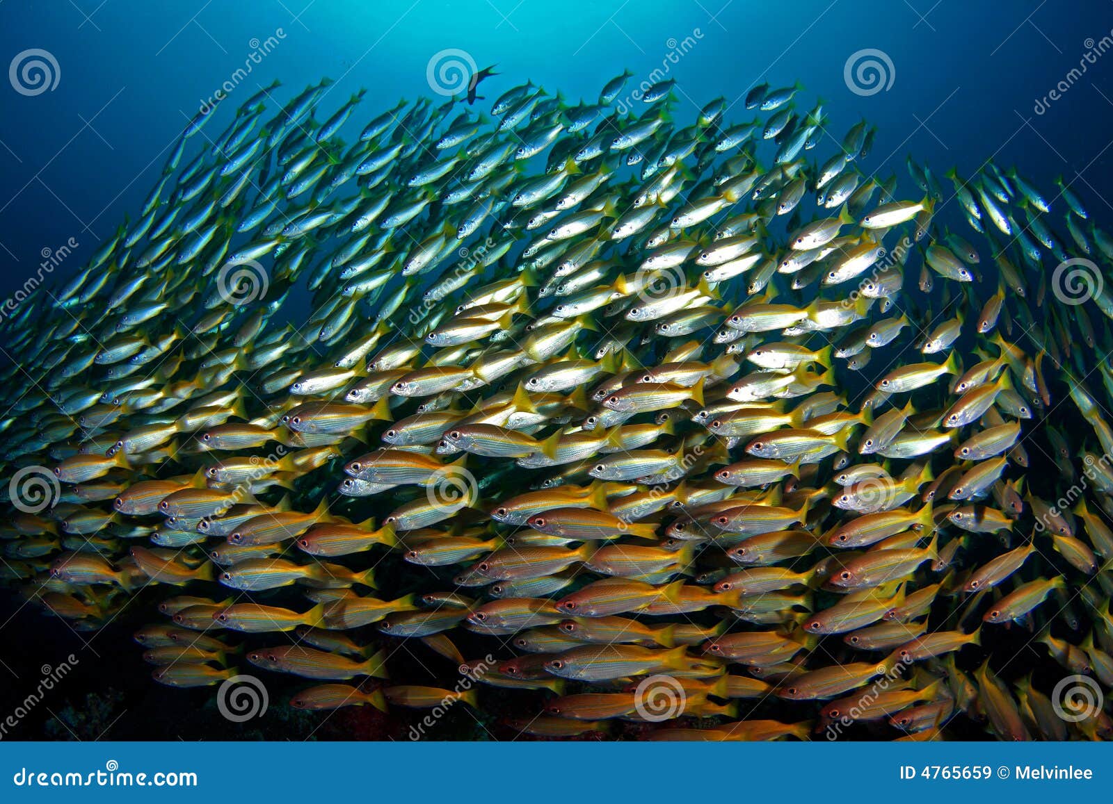 School of fish stock image. Image of travel, seascape - 4765659