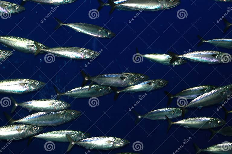 School of Fish editorial stock image. Image of marine, tank - 603754