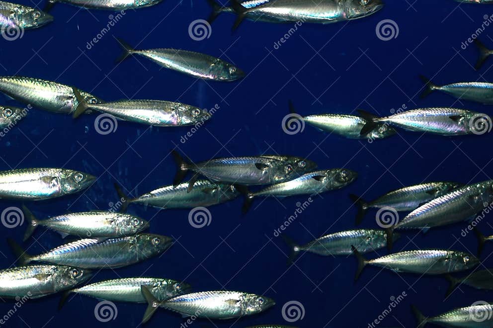 School of Fish editorial stock image. Image of marine, tank - 603754