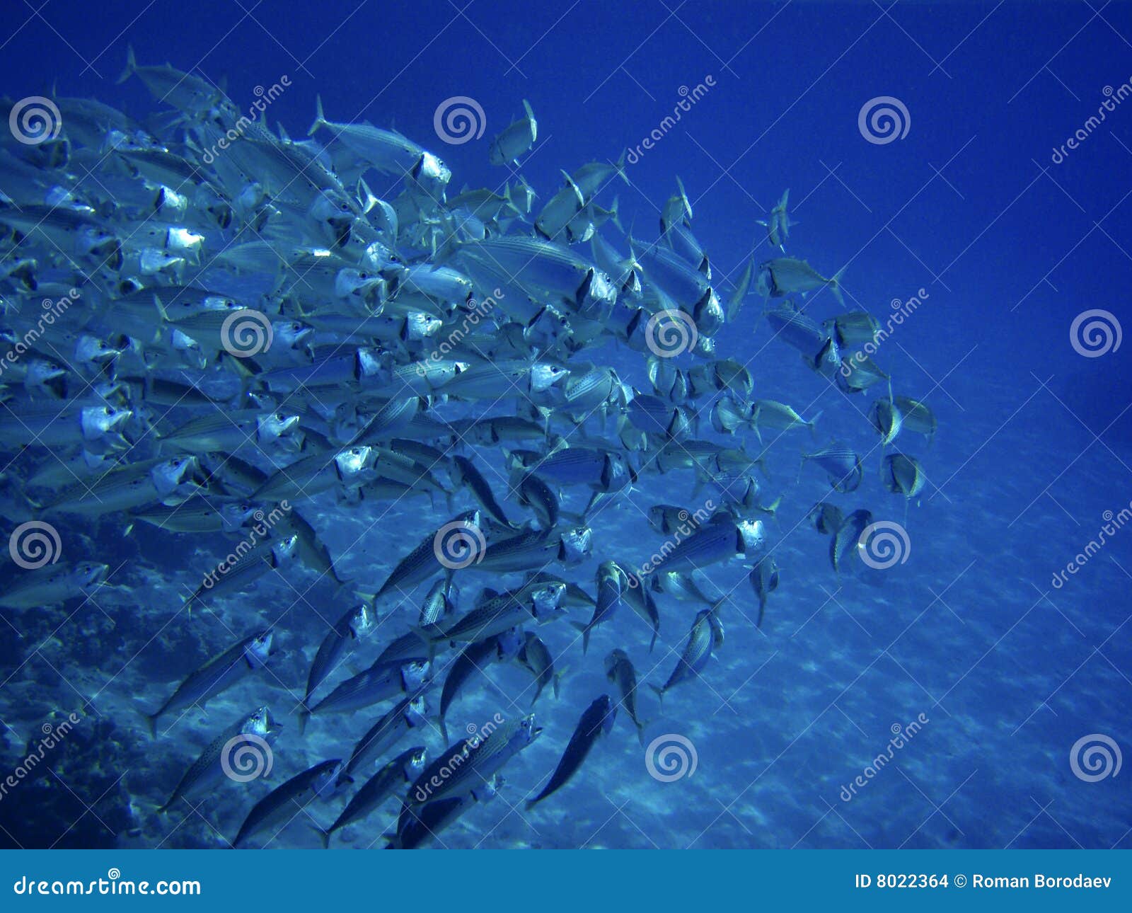 Scuba Nature Ocean Reef Sea Coral Water Blue Fish Deep Diver Underwater ...