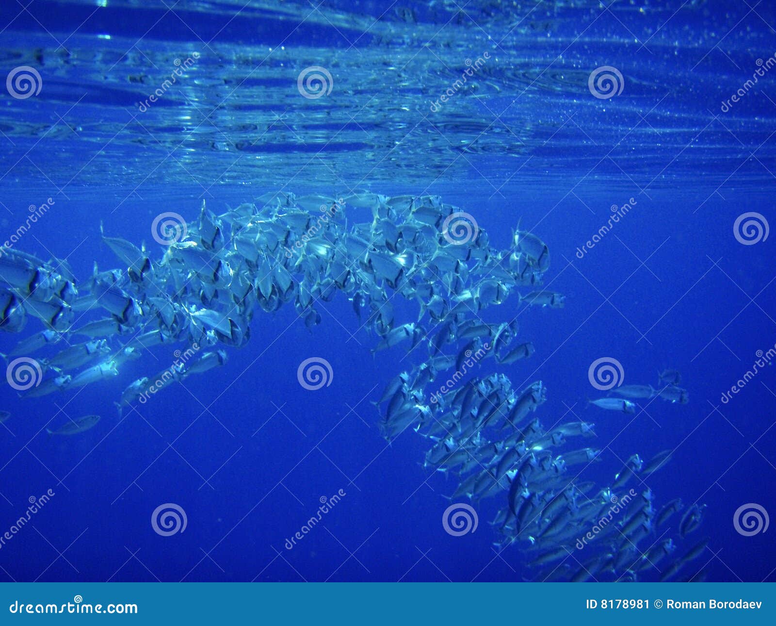 Sea Ocean Deep Underwater Fish School Group Life Coral Reef Water ...