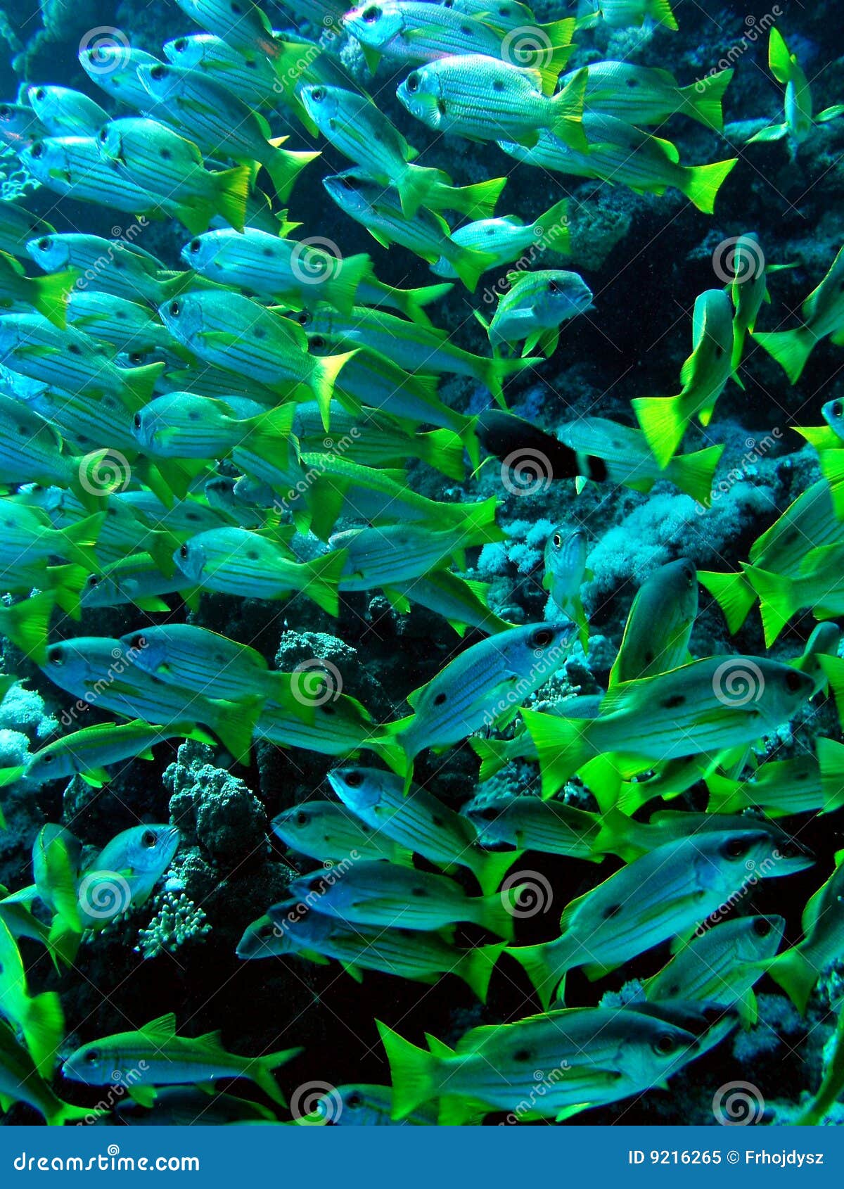 School of fish stock image. Image of fishes, depth, snorkeling - 9216265