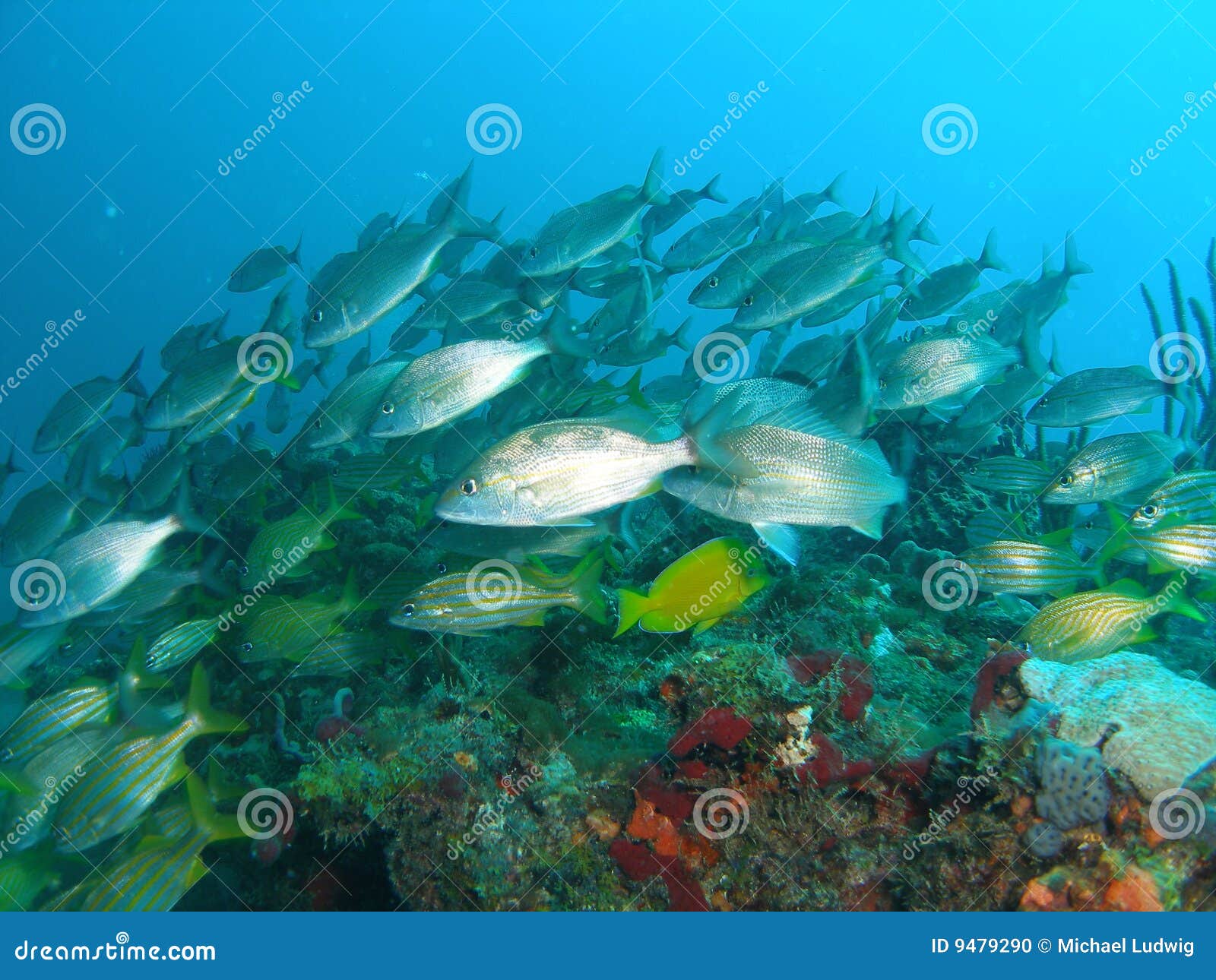 School of Fish stock photo. Image of fish, blue, waters - 9479290