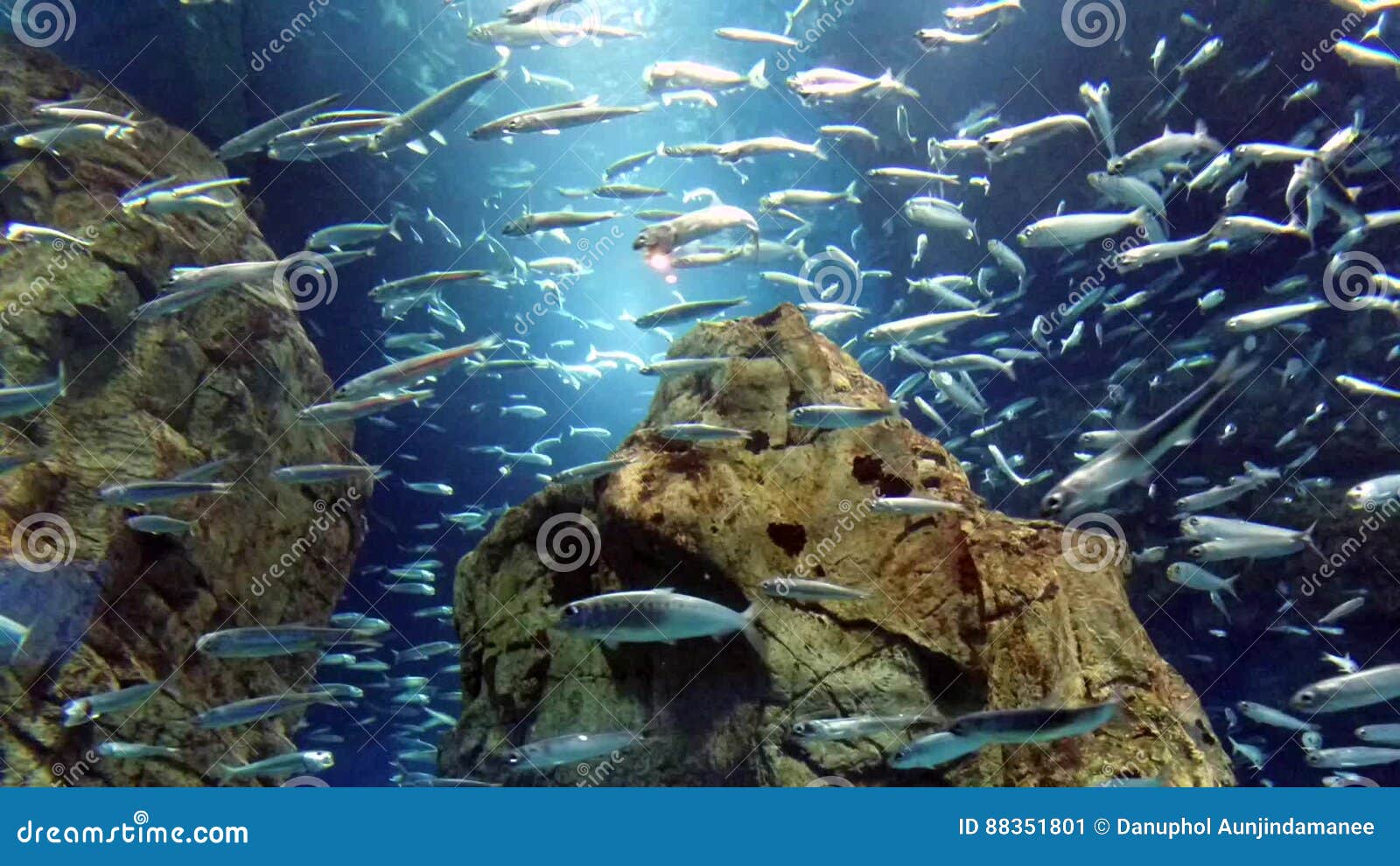 School of Fish in the Aquarium Stock Video - Video of japan, ocean ...