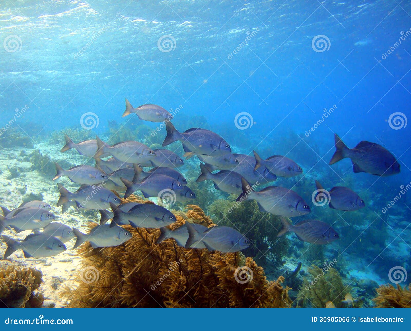 Bermuda Fish Chowder Closeup In The Plate. Vertical Stock Photography ...