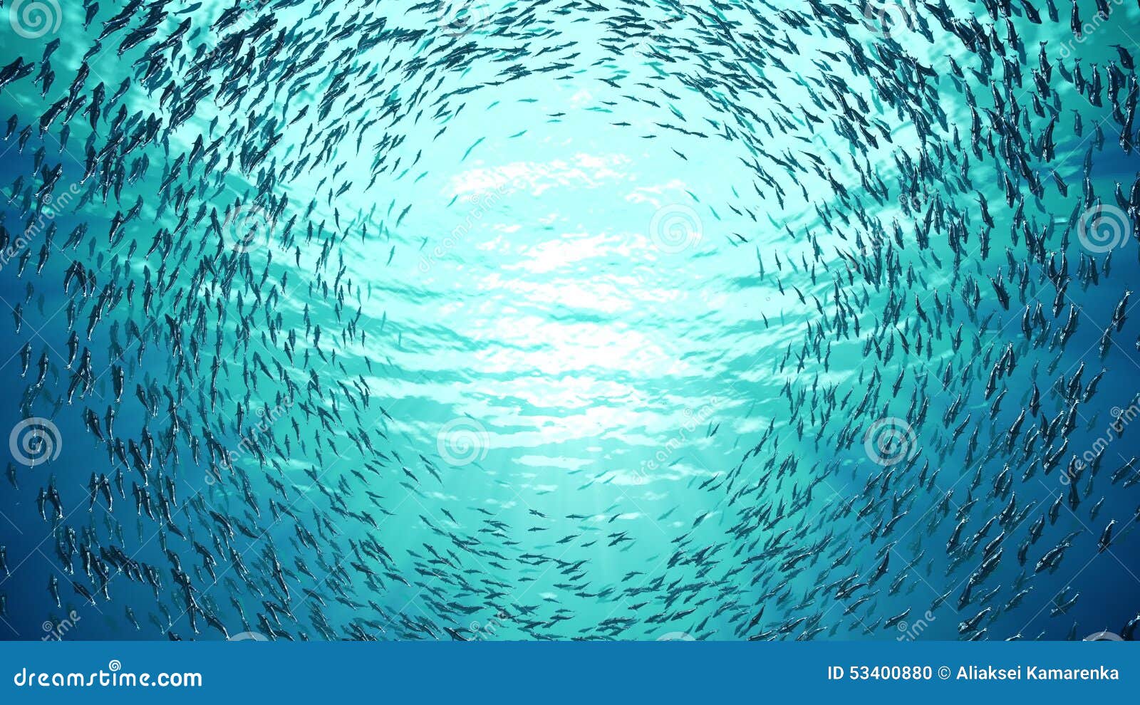 School of fish stock footage. Video of life, large, following - 53400880