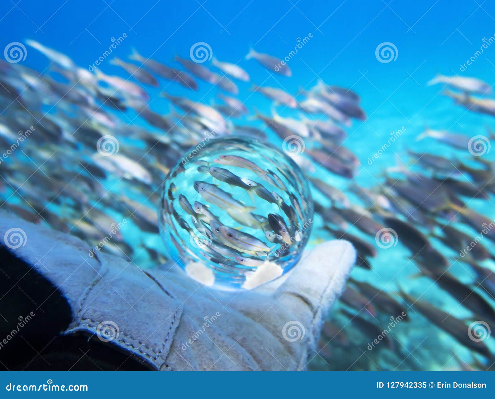 School of Fish Captured in Glass Ball Underwater Stock Image - Image of ...