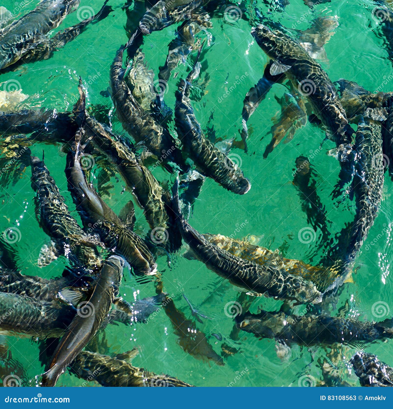School of Fish in the Clear Water. Stock Image - Image of shoal ...