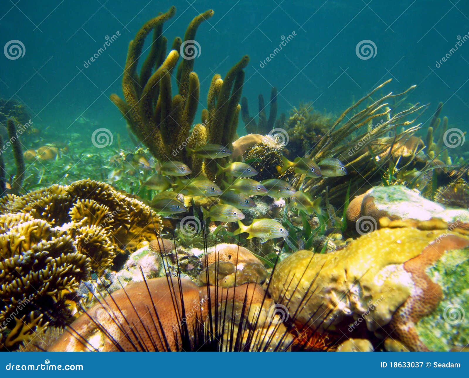 School of fish in coral stock image. Image of undersea - 18633037