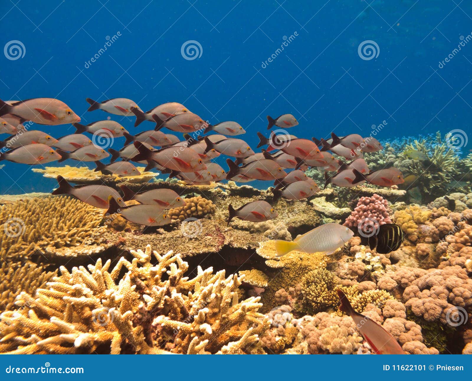 School of Fish and Coral Barrier Reef Stock Image - Image of ocean ...