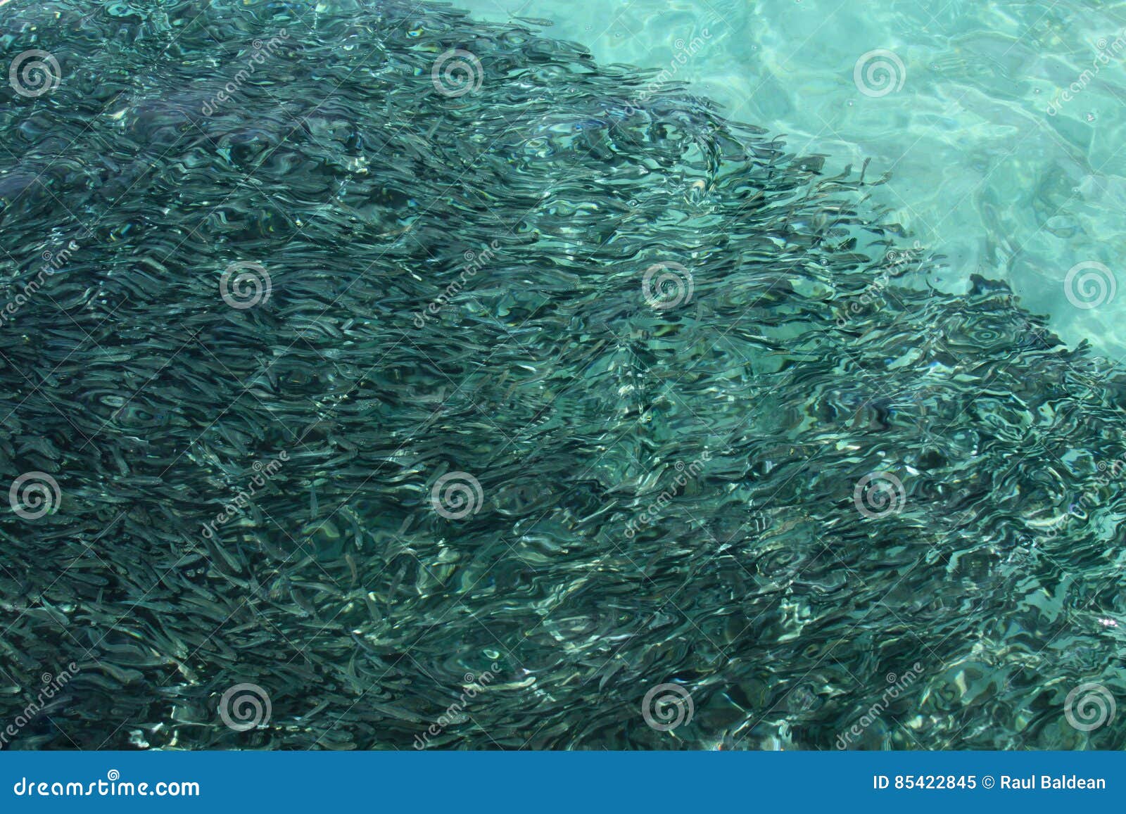 School of Fish Crowding the Water Close To the Surface Stock Image ...