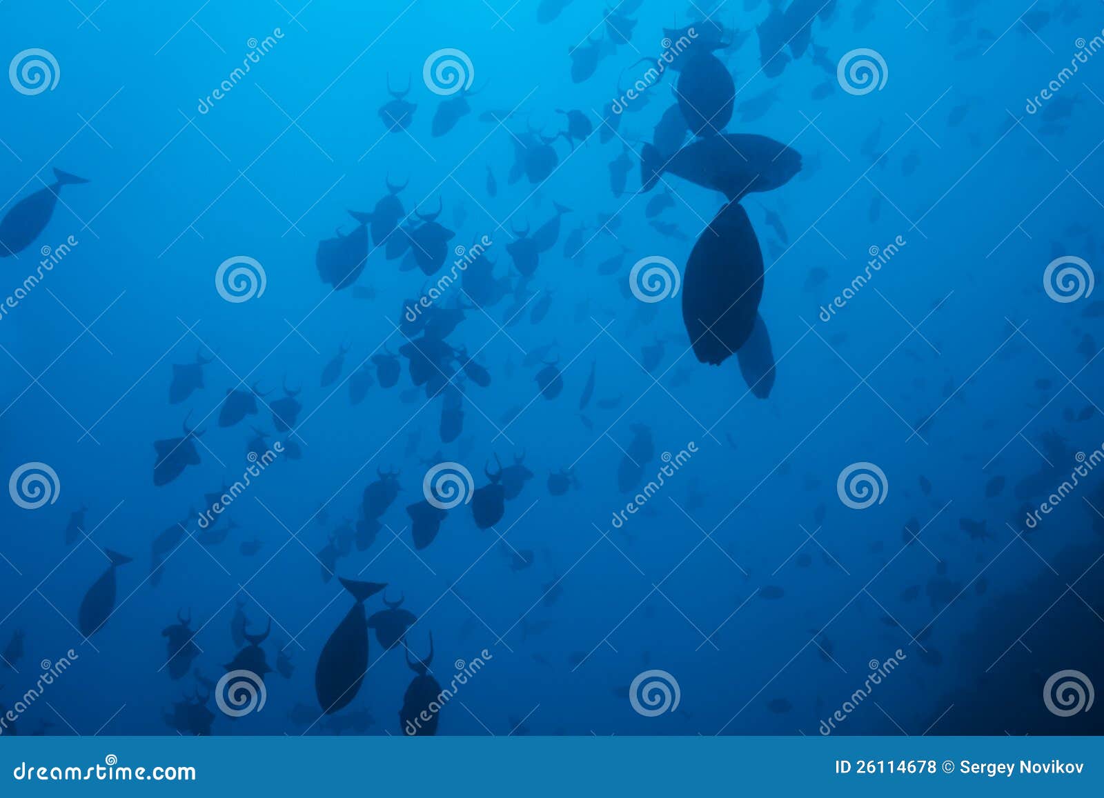 School of Fish in Deep Ocean Waters Stock Photo - Image of ecosystem ...