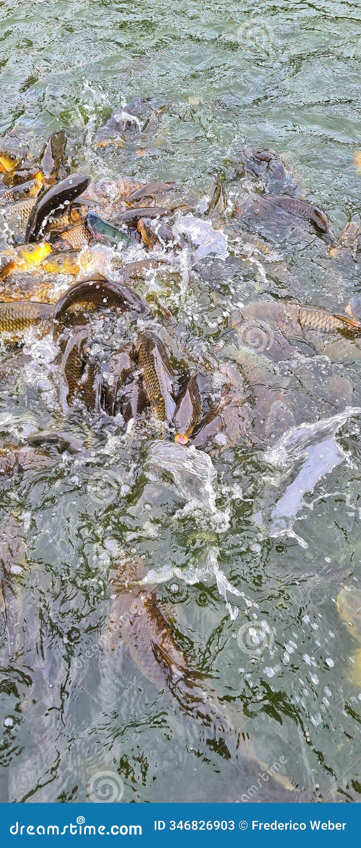 School of Fish Fighting for Food Stock Image - Image of landforms ...