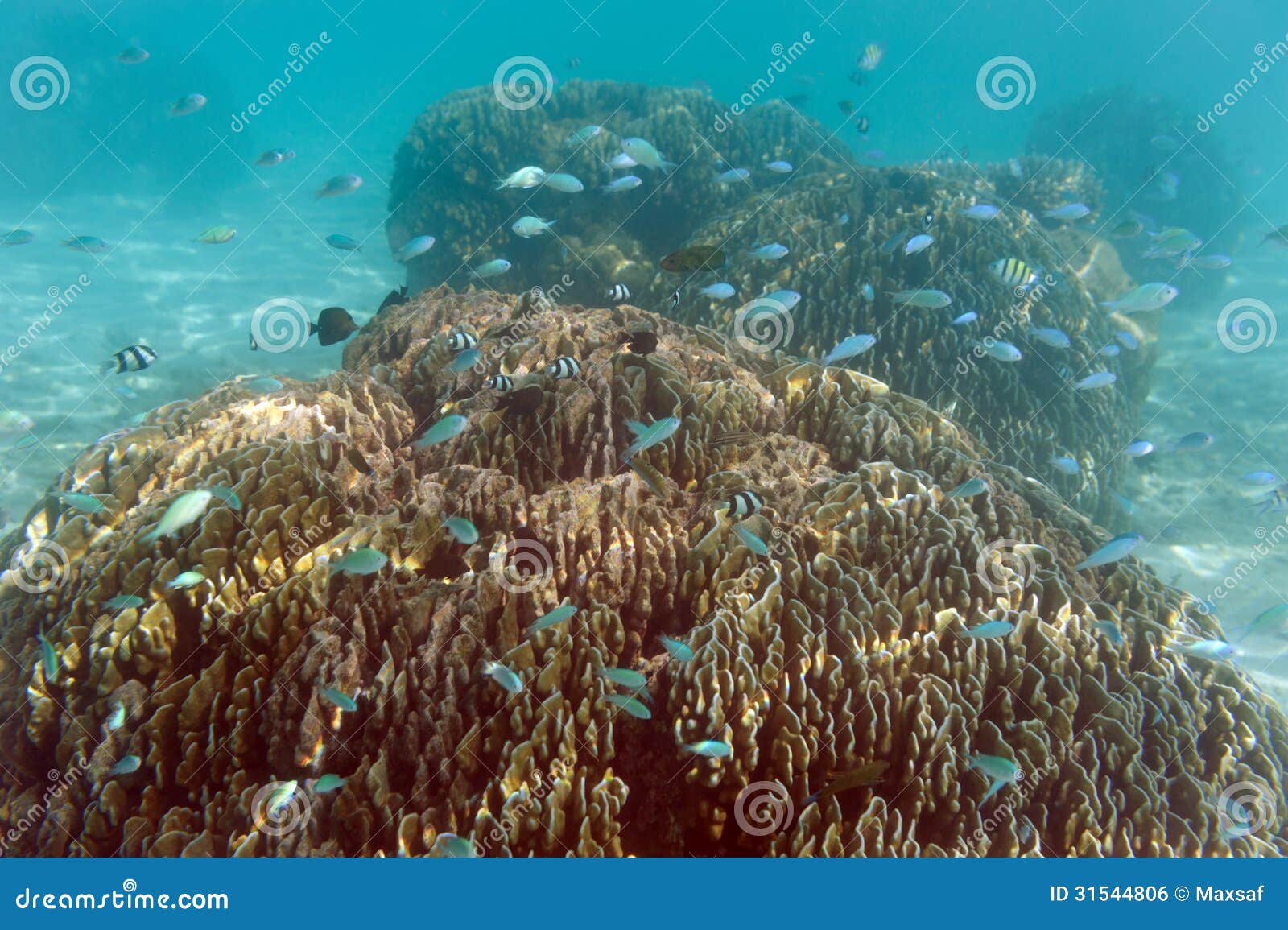 School of fish stock photo. Image of dive, ocean, seawater - 31544806