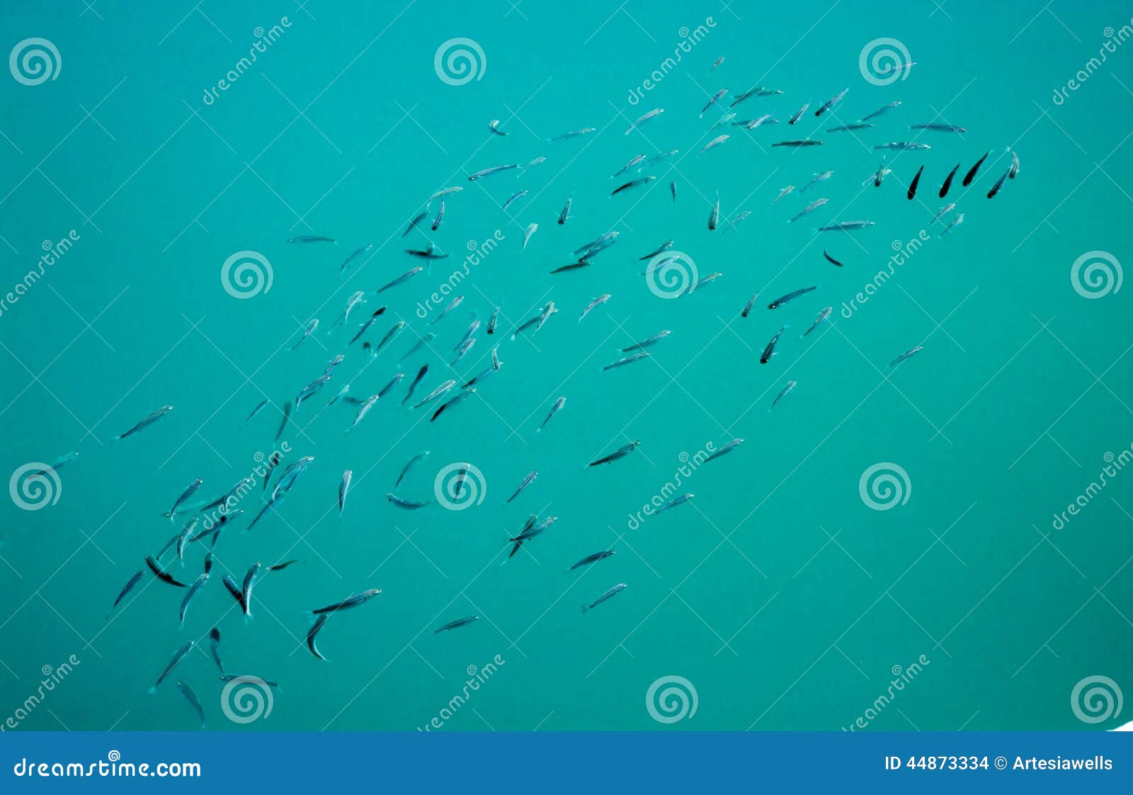 School of fish stock photo. Image of clear, reef, numerous - 44873334