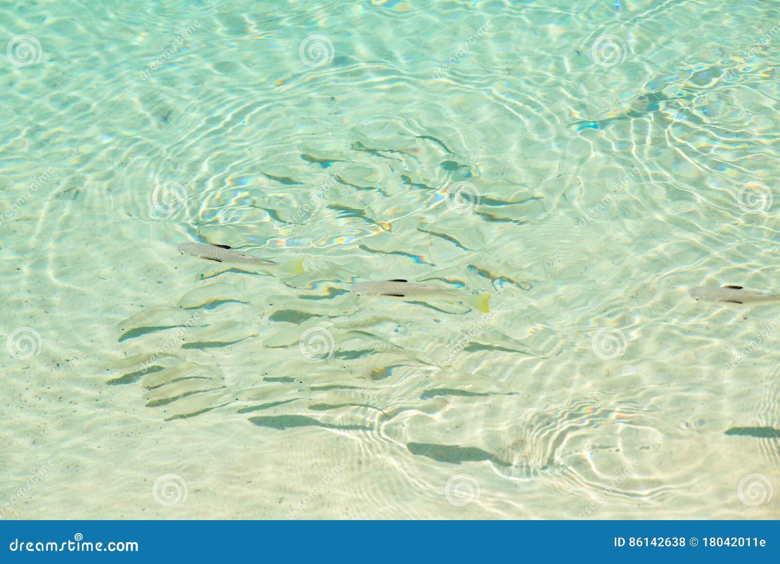 School of Fish, Group of Fish in Shallow Transparent Water by Th Stock ...
