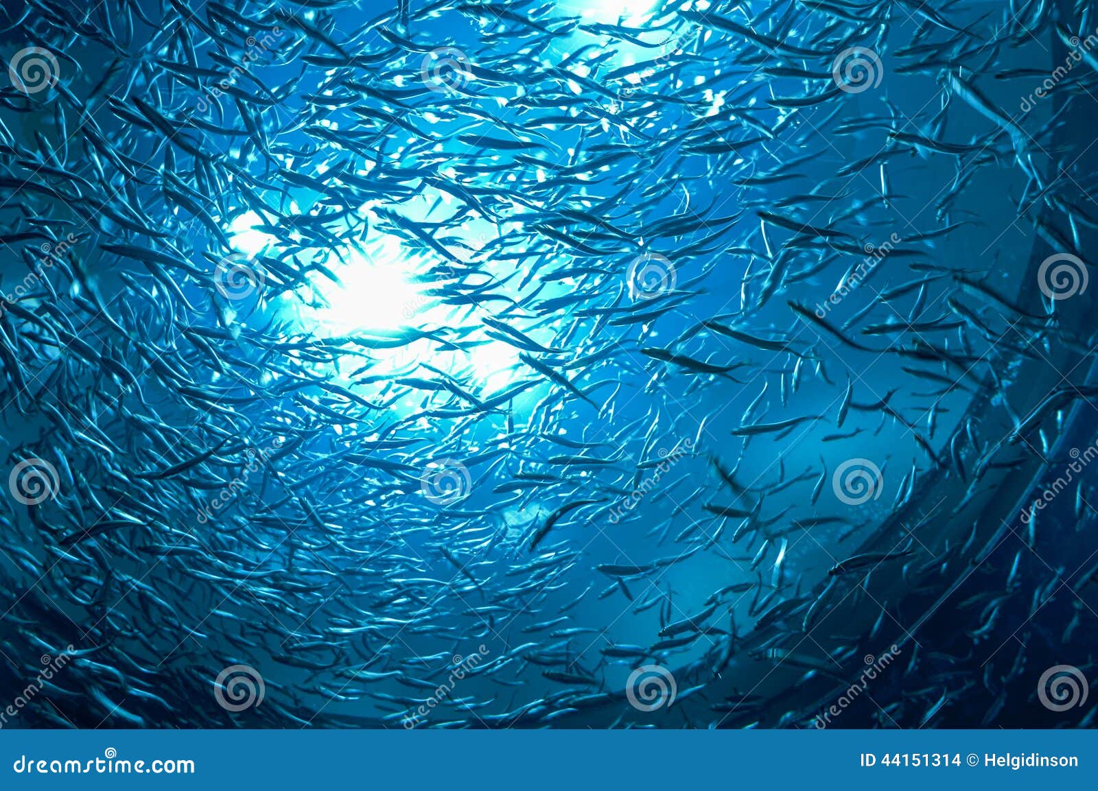 School of fish stock photo. Image of malaysia, orange - 44151314