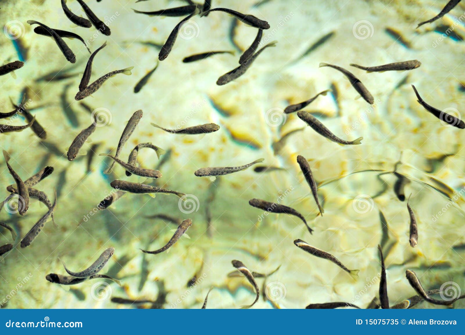 Young Brown Trout Hatchery Stock Photos - Free & Royalty-Free Stock ...