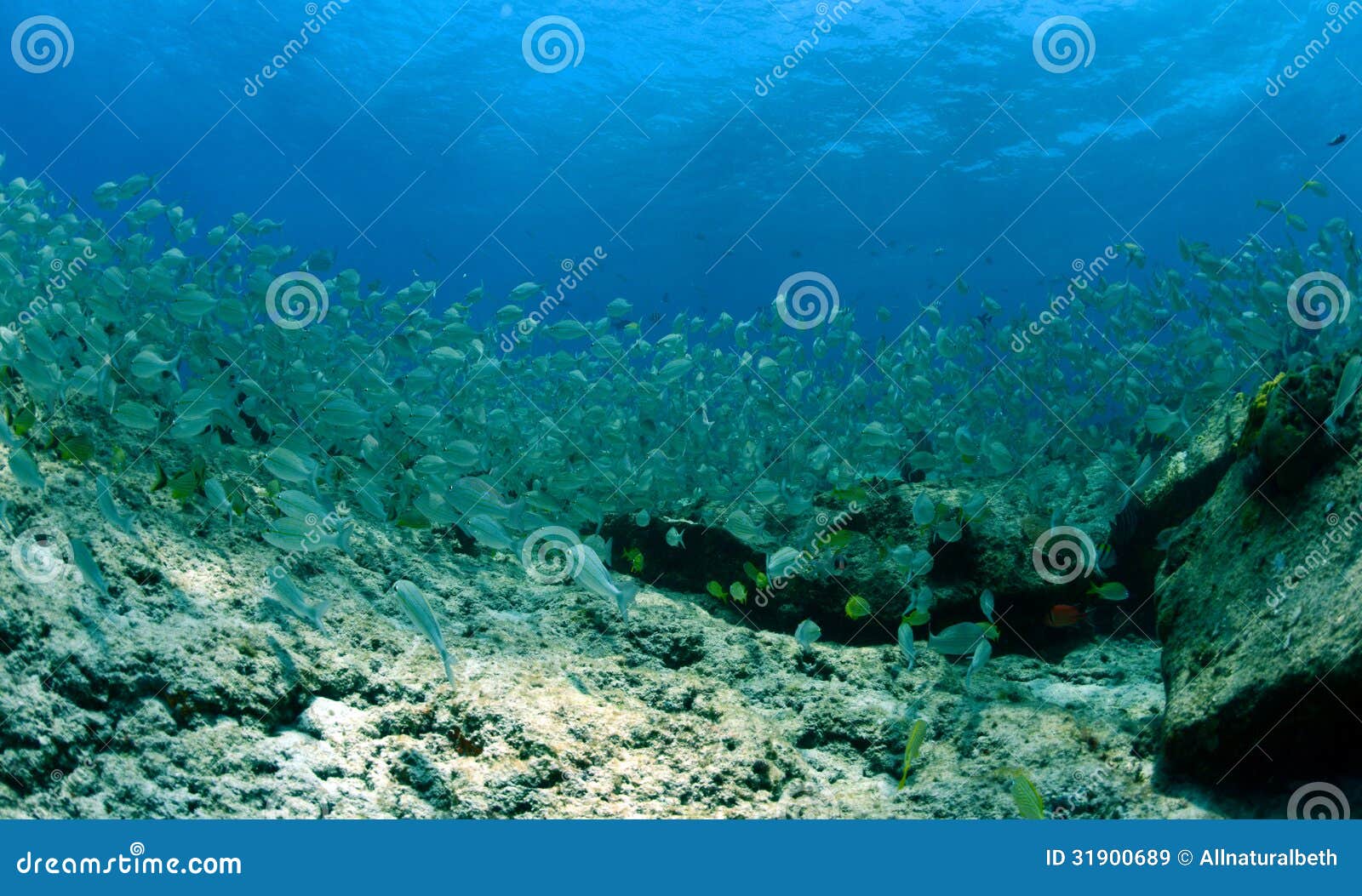 School of Fish that Includes Silver Grunts Stock Image - Image of ...
