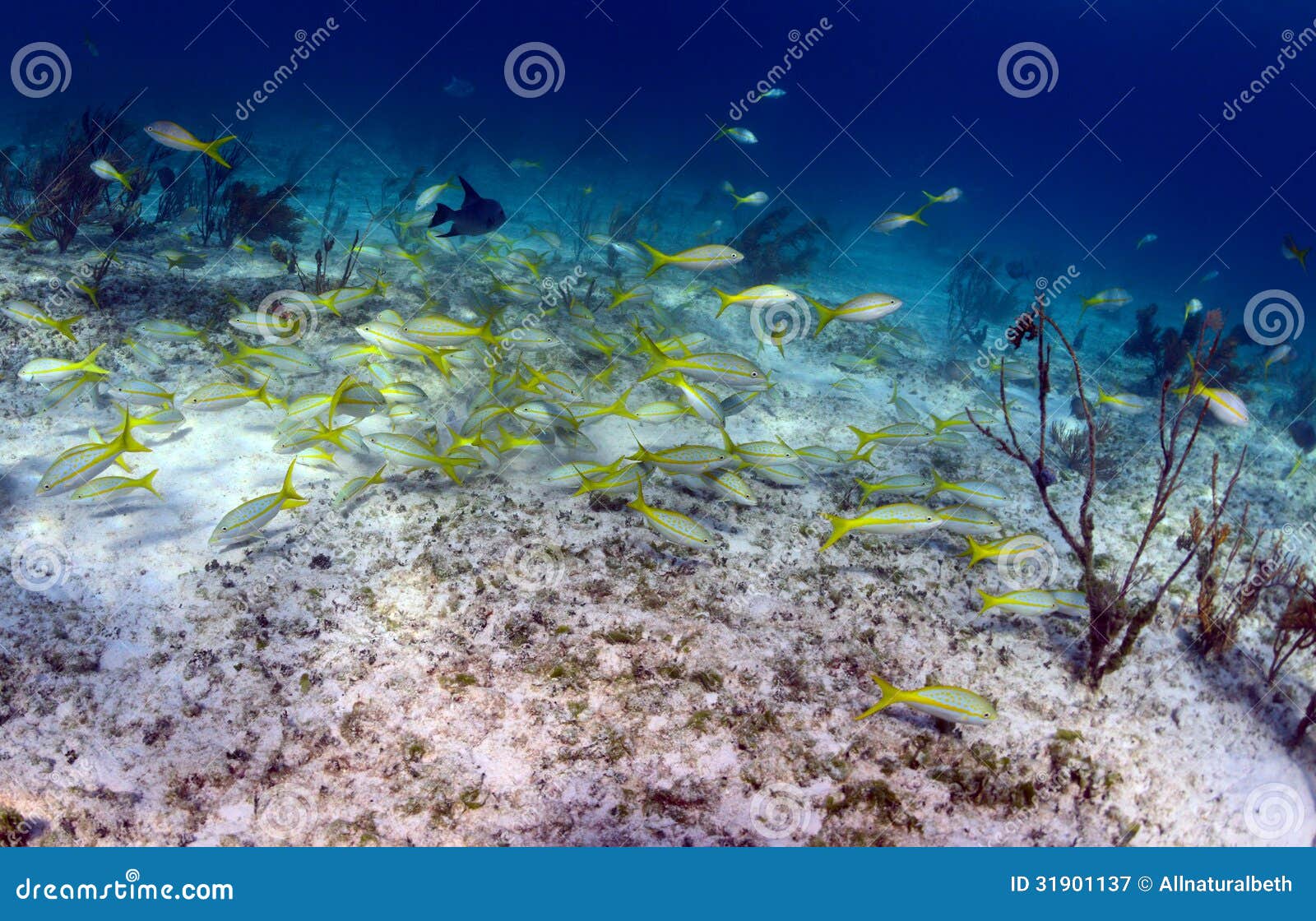 Yellowtail Snapper School