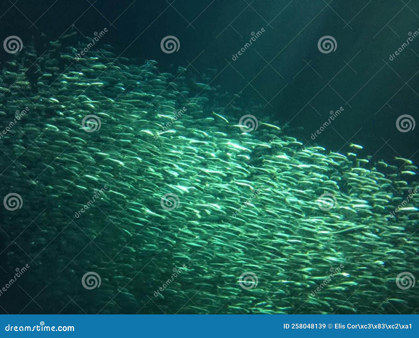 School of Fish Moving in an Aquarium. Stock Image - Image of biologia ...