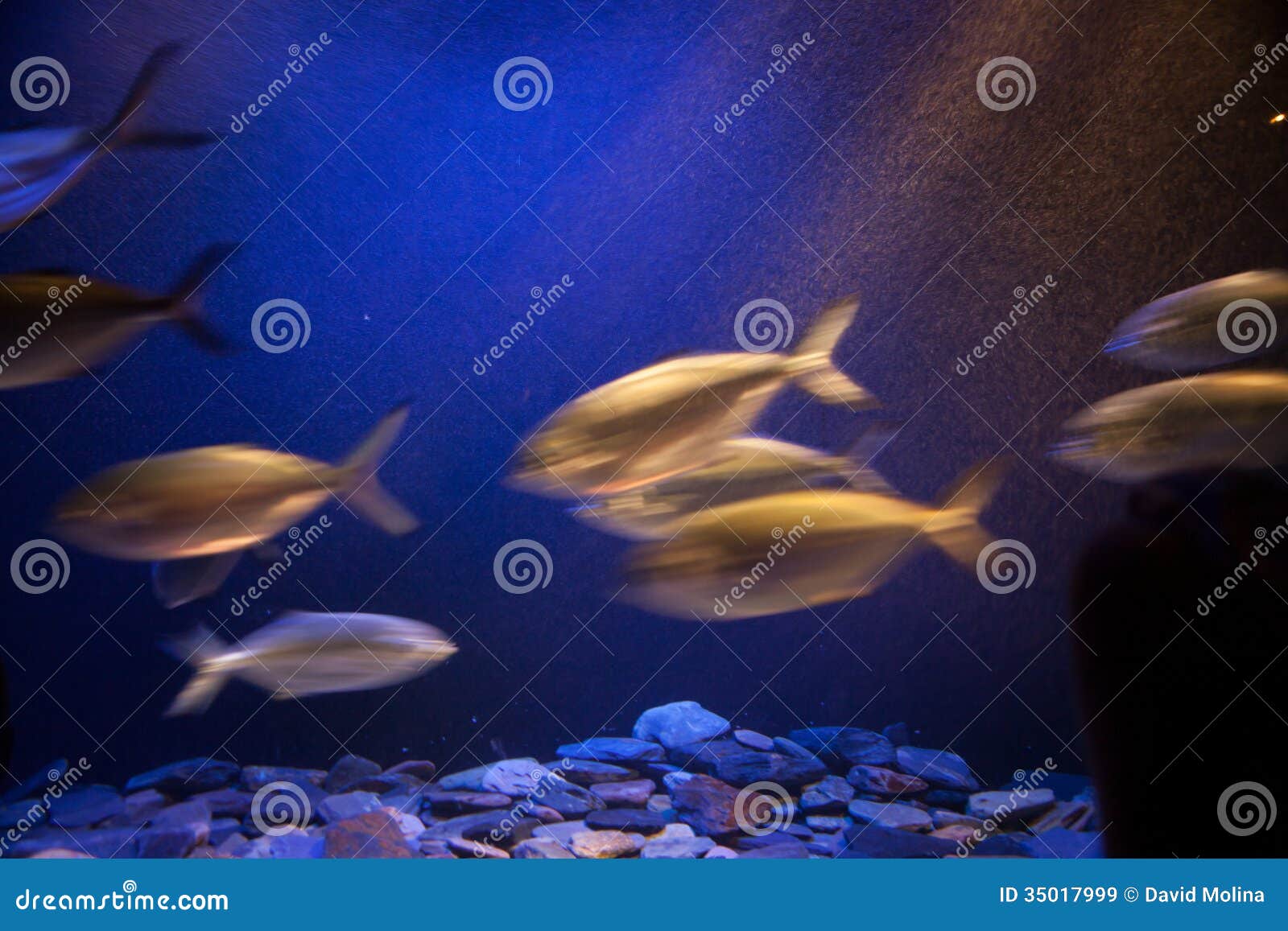 Moving Pictures Of Fish Swimming