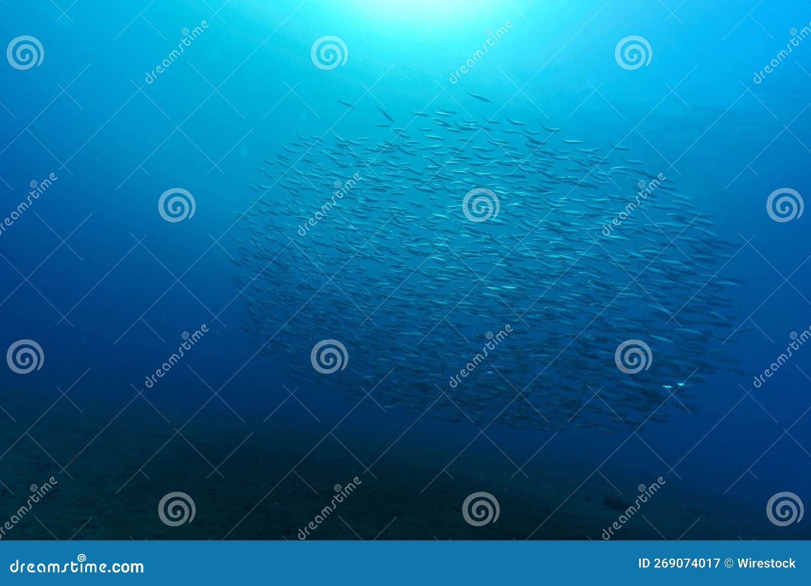 School of Fish Moving Togther Under Water Stock Image - Image of reef ...