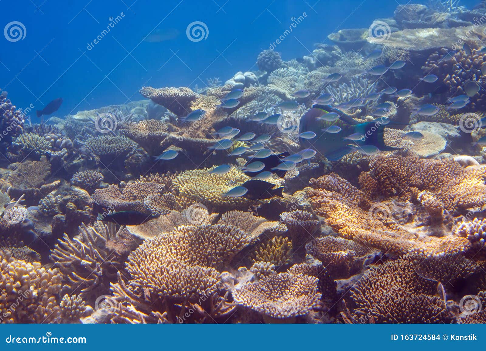 School of Fish Over Coral Reef Stock Photo - Image of life, maldive ...