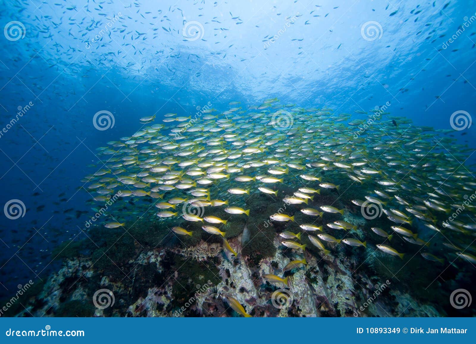 School of fish over a reef stock image. Image of tropical - 10893349