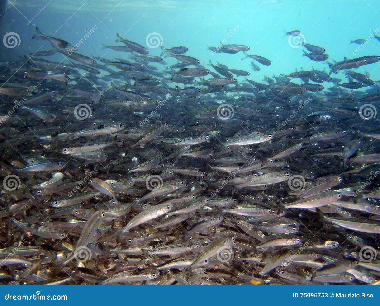 School of fish stock image. Image of asia, jacks, school - 75096753