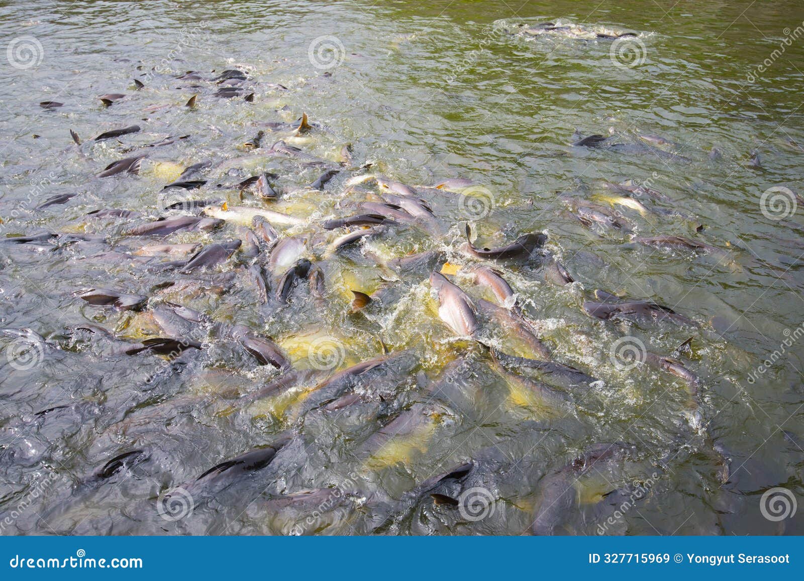 A School of Fish in the River is Eating Food Stock Image - Image of ...