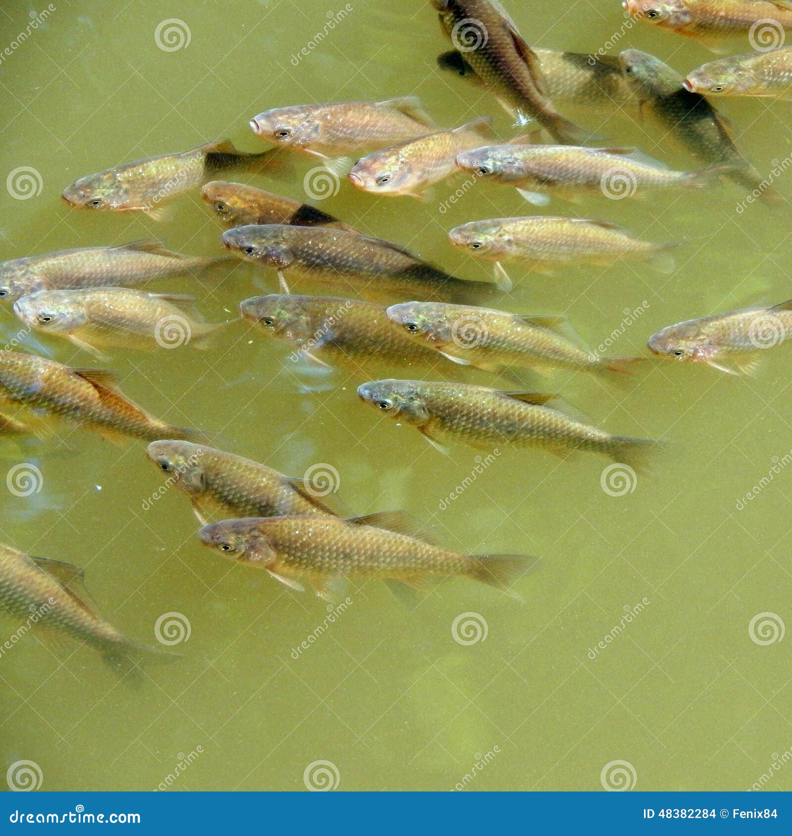 School of fish roach stock photo. Image of reef, roach - 48382284