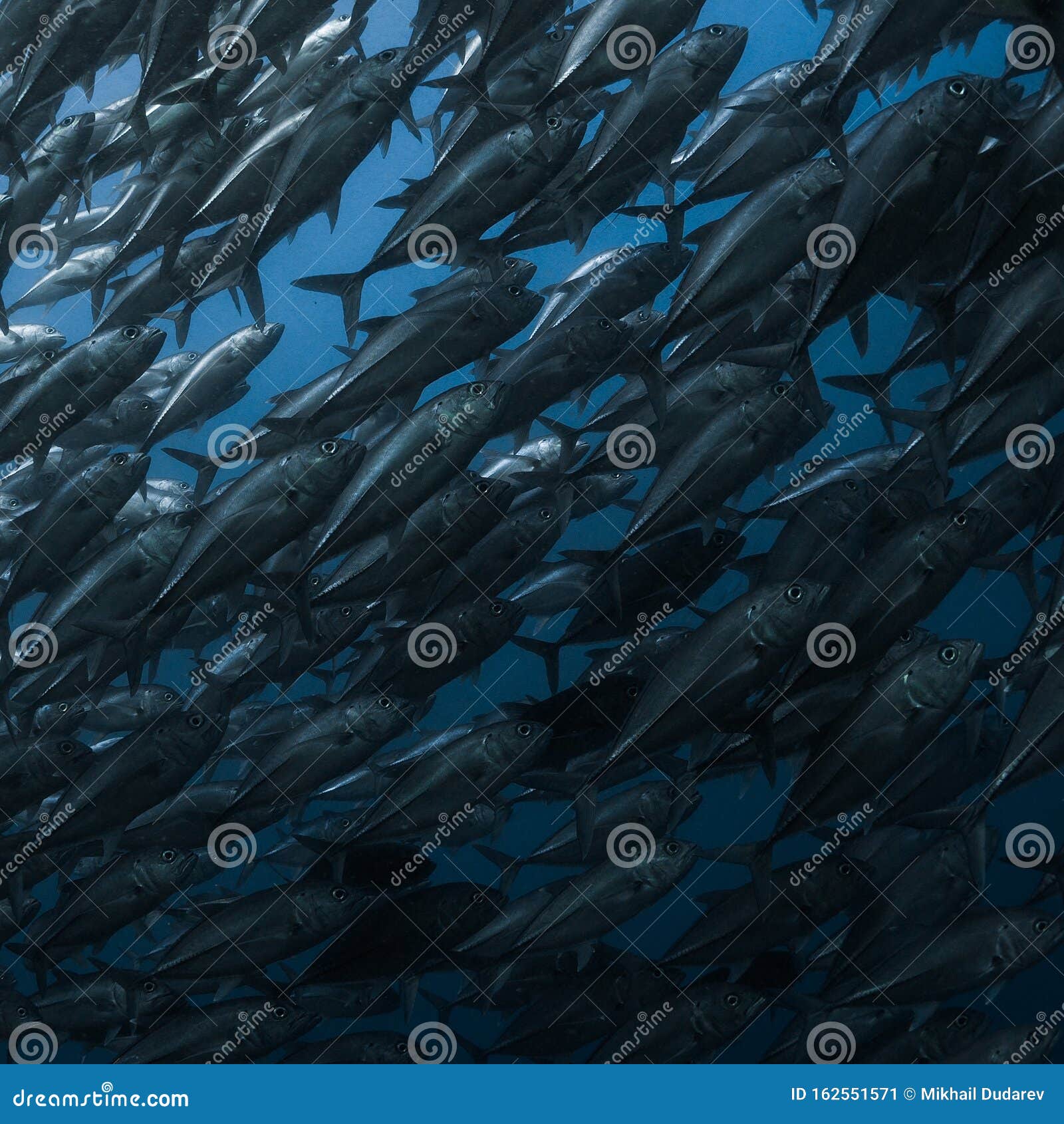 School of fish stock image. Image of ocean, exotic, aqua - 162551571
