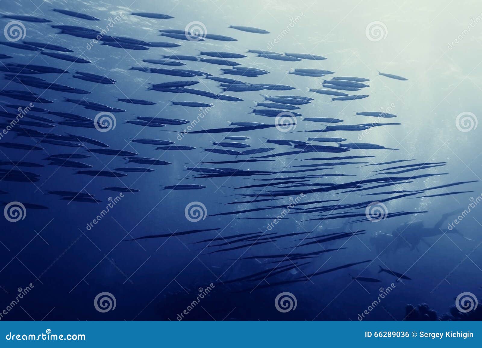 School of fish in sea stock photo. Image of ecosystem - 66289036