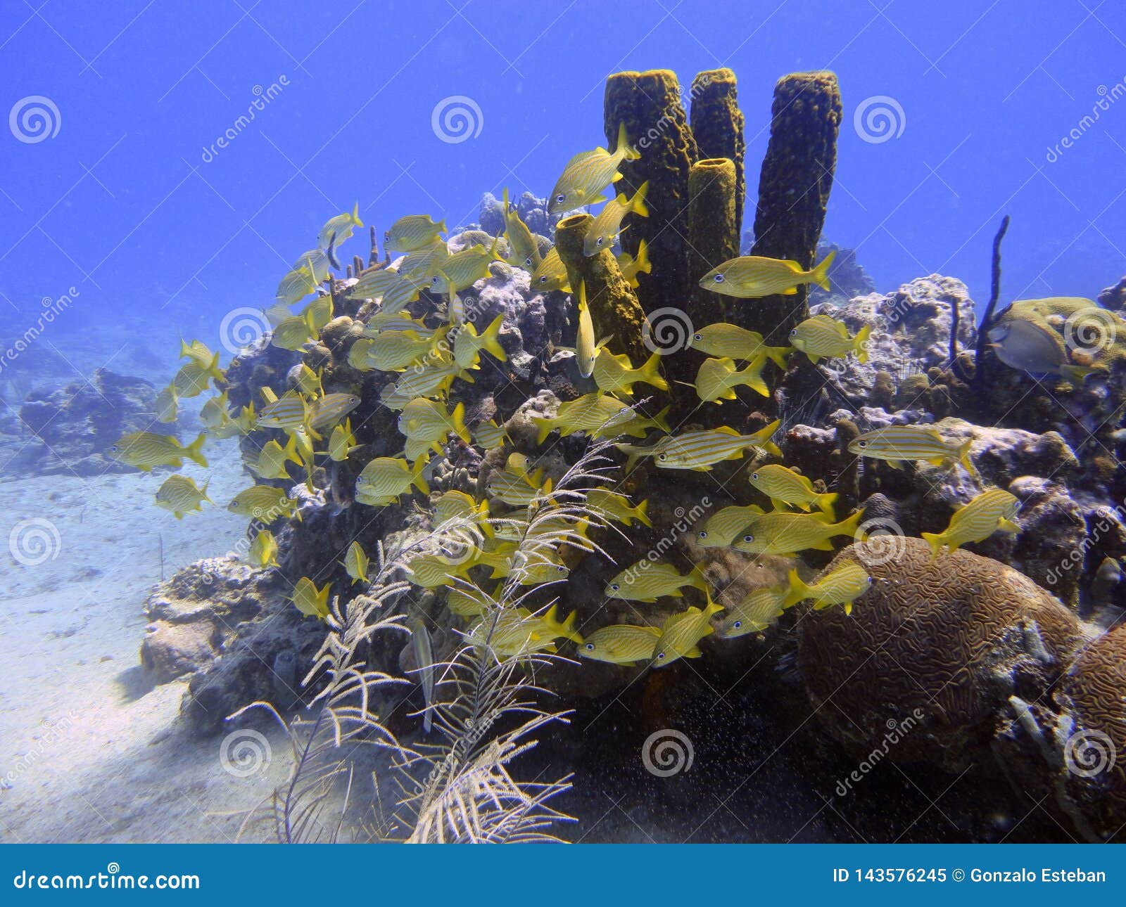 School of Fish on the Seabed Stock Image - Image of marine, diving ...