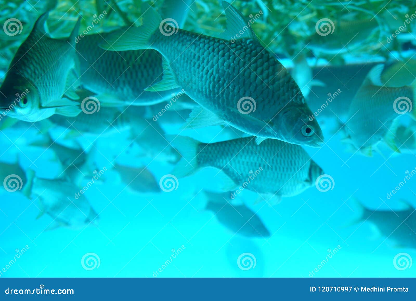 School of Fish stock image. Image of aquariam, blue - 120710997