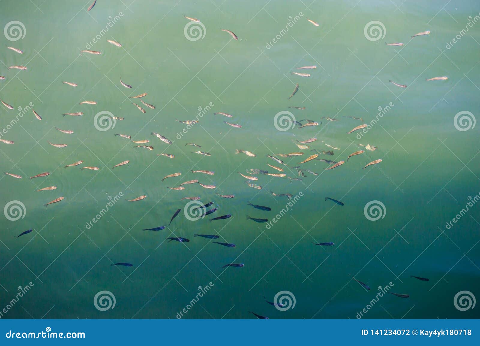 School of Fish. Fish on the Surface of the Water Stock Photo - Image of ...