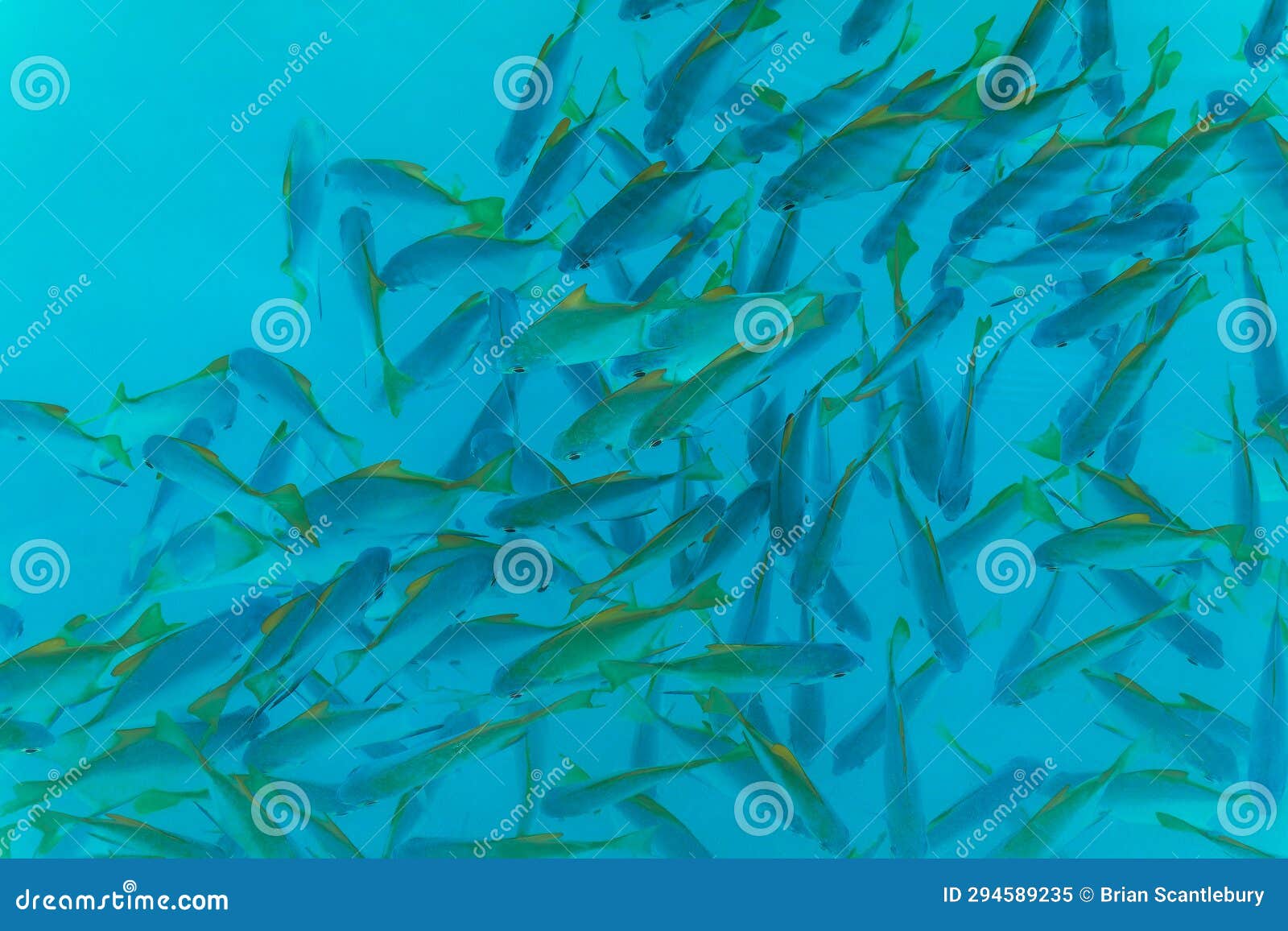 School of Fish Swarming Around Just Under Surface Stock Image - Image ...
