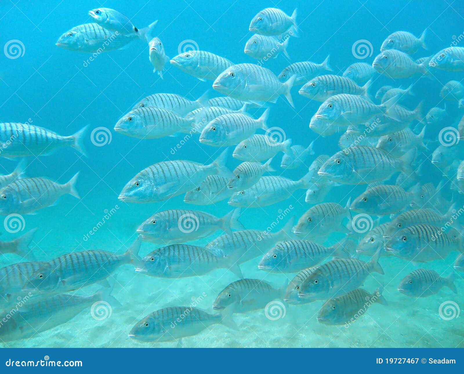 School of fish swimming stock image. Image of water, languedoc - 19727467