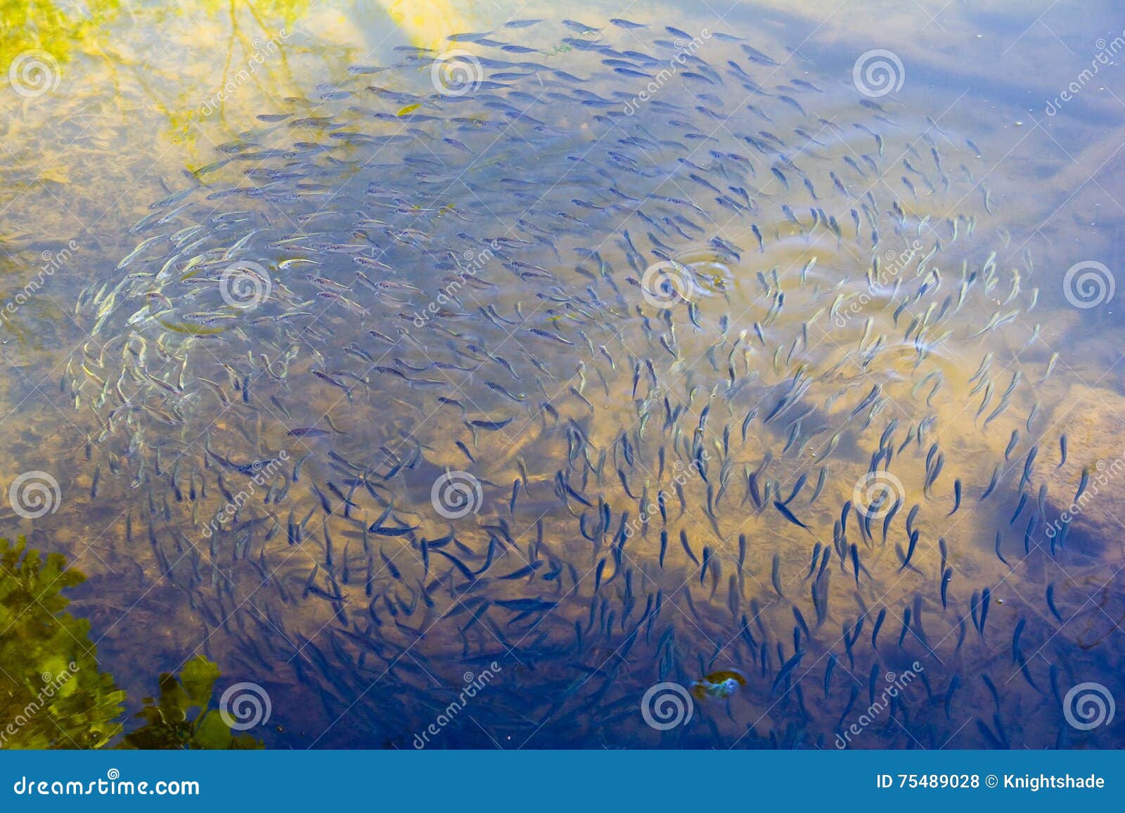 School of Fish stock photo. Image of hydrodynamic, fish - 75489028
