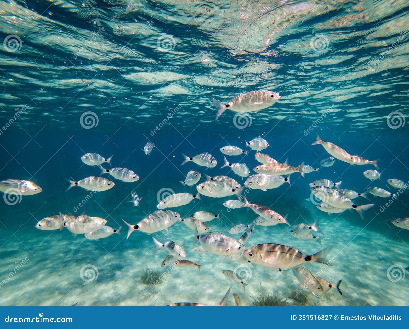 School of Fish Swimming in Clear Blue Water Stock Image - Image of ...