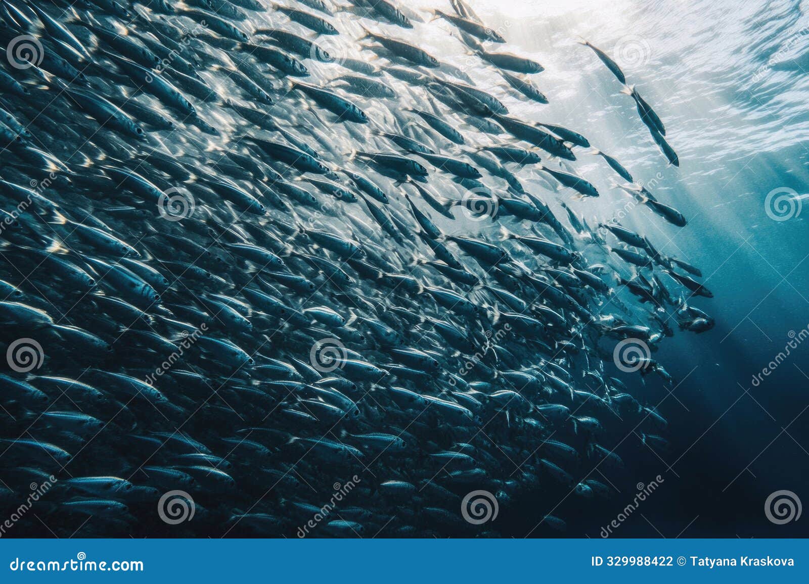 A School of Fish Swimming in Perfect Synchronization in the Open Ocean ...