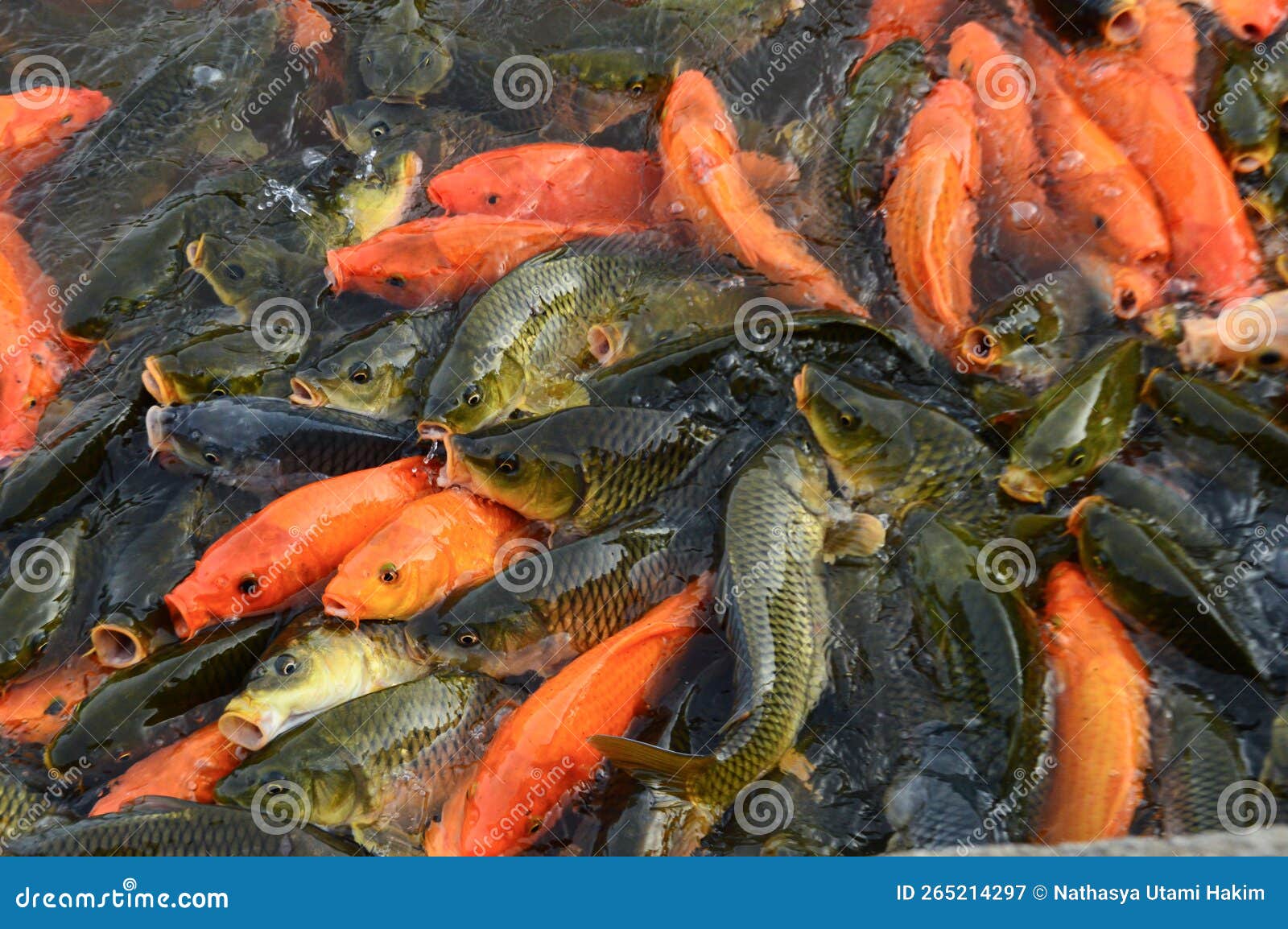 A School of Fish is Swimming in a Reservoir Stock Image - Image of pond ...
