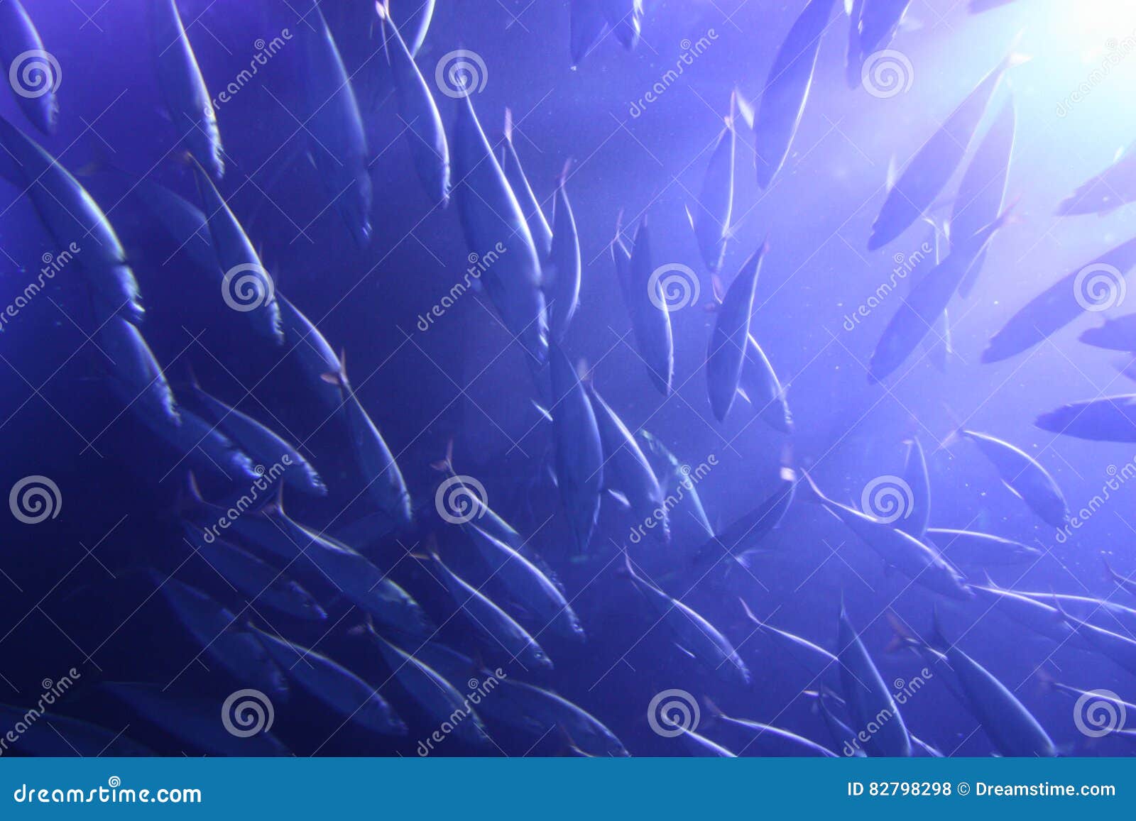 School of fish stock photo. Image of vacation, california - 82798298