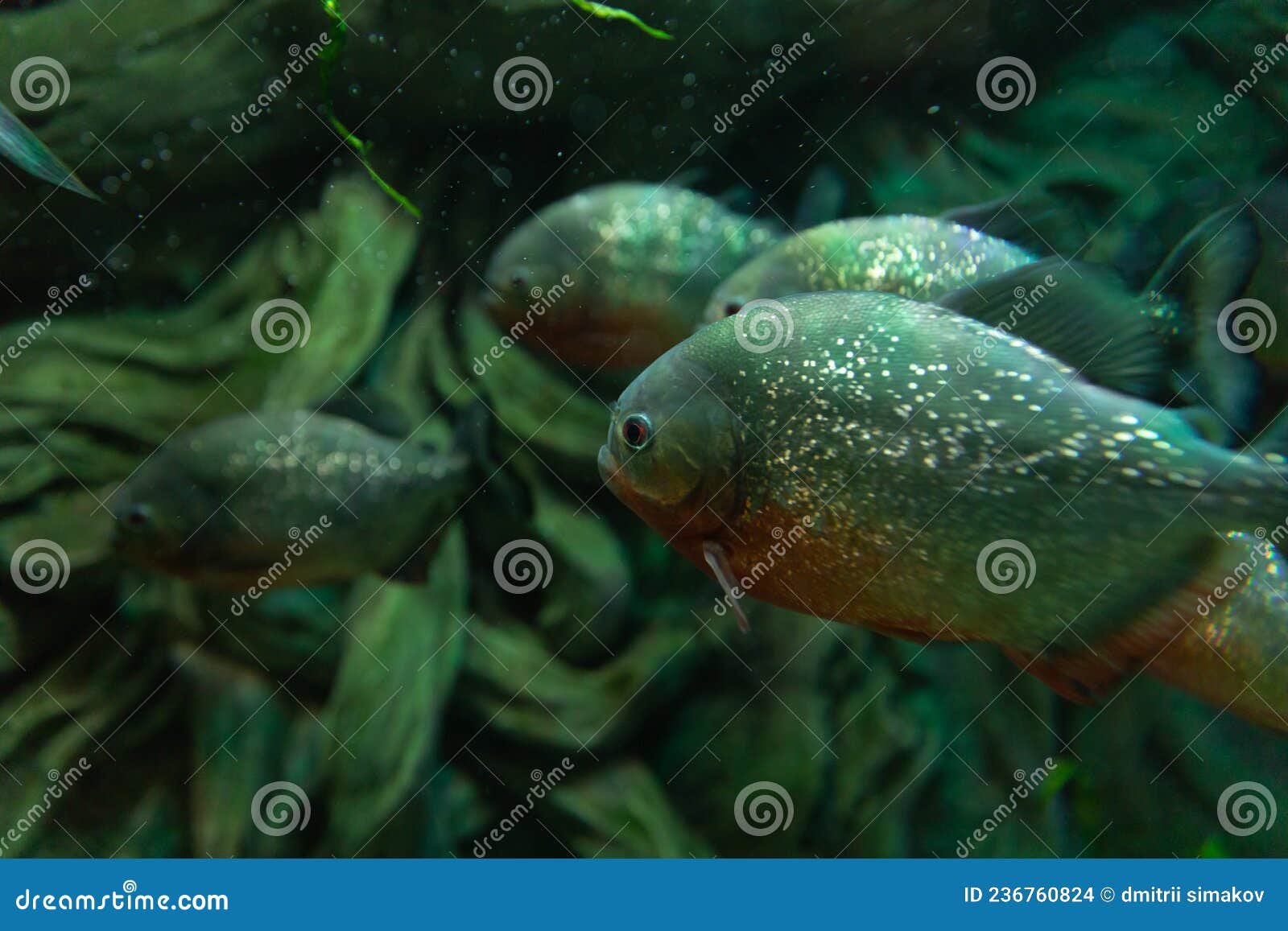 A School of Fish Swims in Dark Seawater Stock Photo - Image of colorful ...