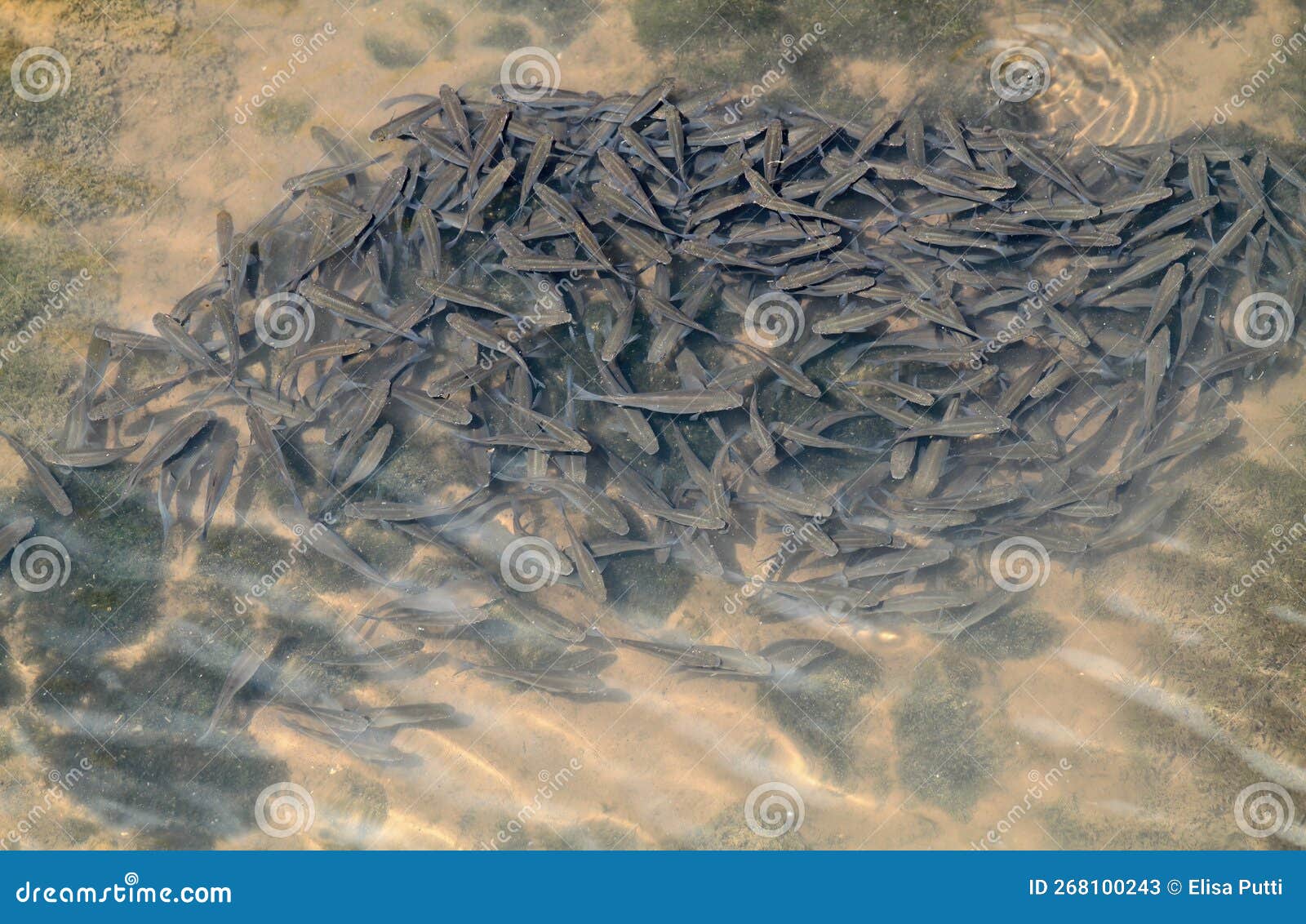 A School of Fish Swims in the Shore Water Stock Image - Image of ...