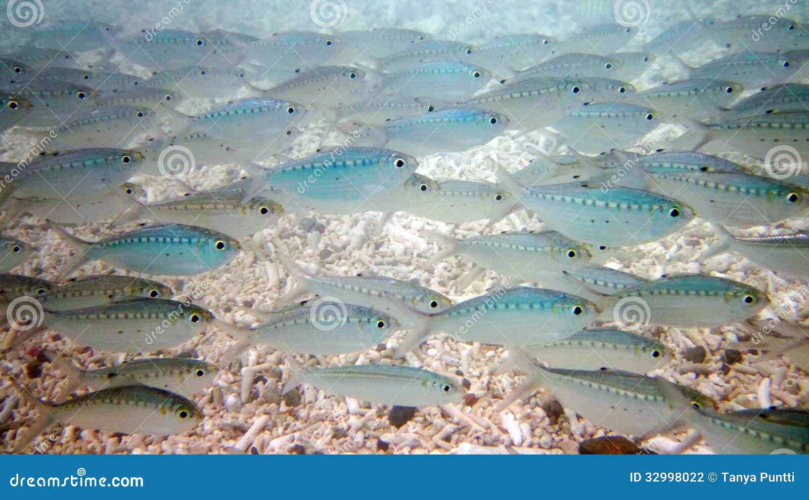 School of fish stock photo. Image of spotted, swimming - 32998022