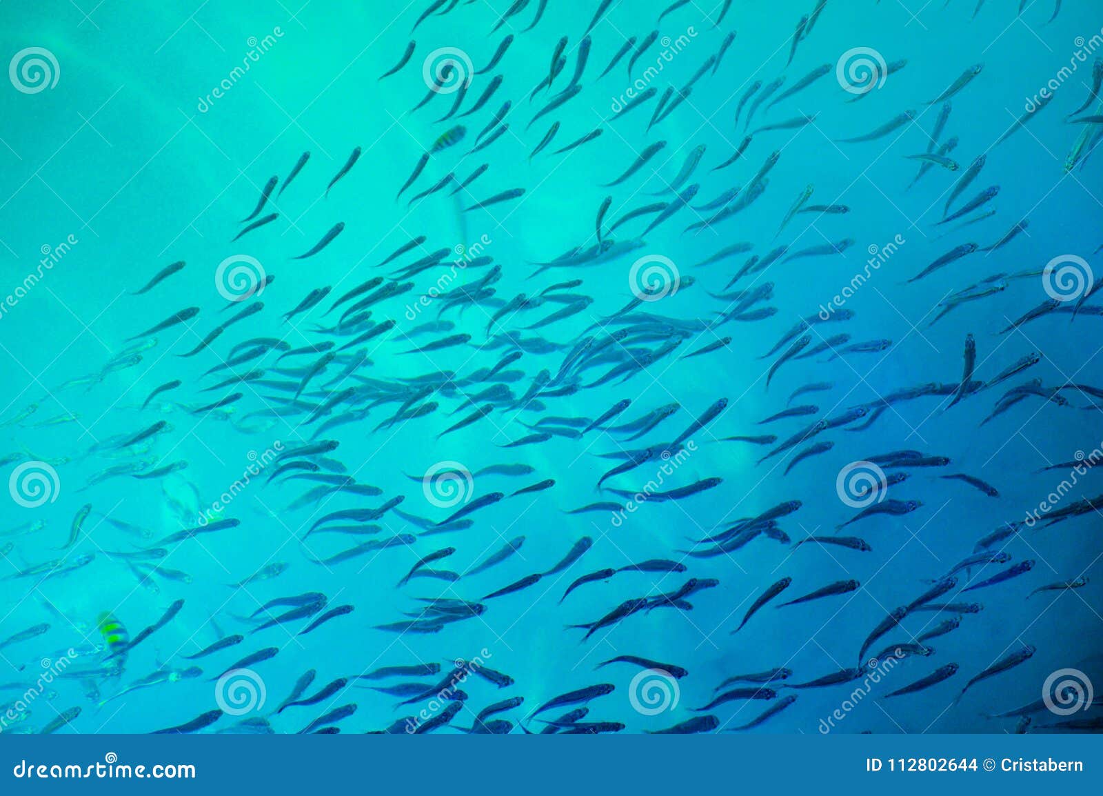 School of Fish in Turquoise Blue Water Stock Photo - Image of natural ...